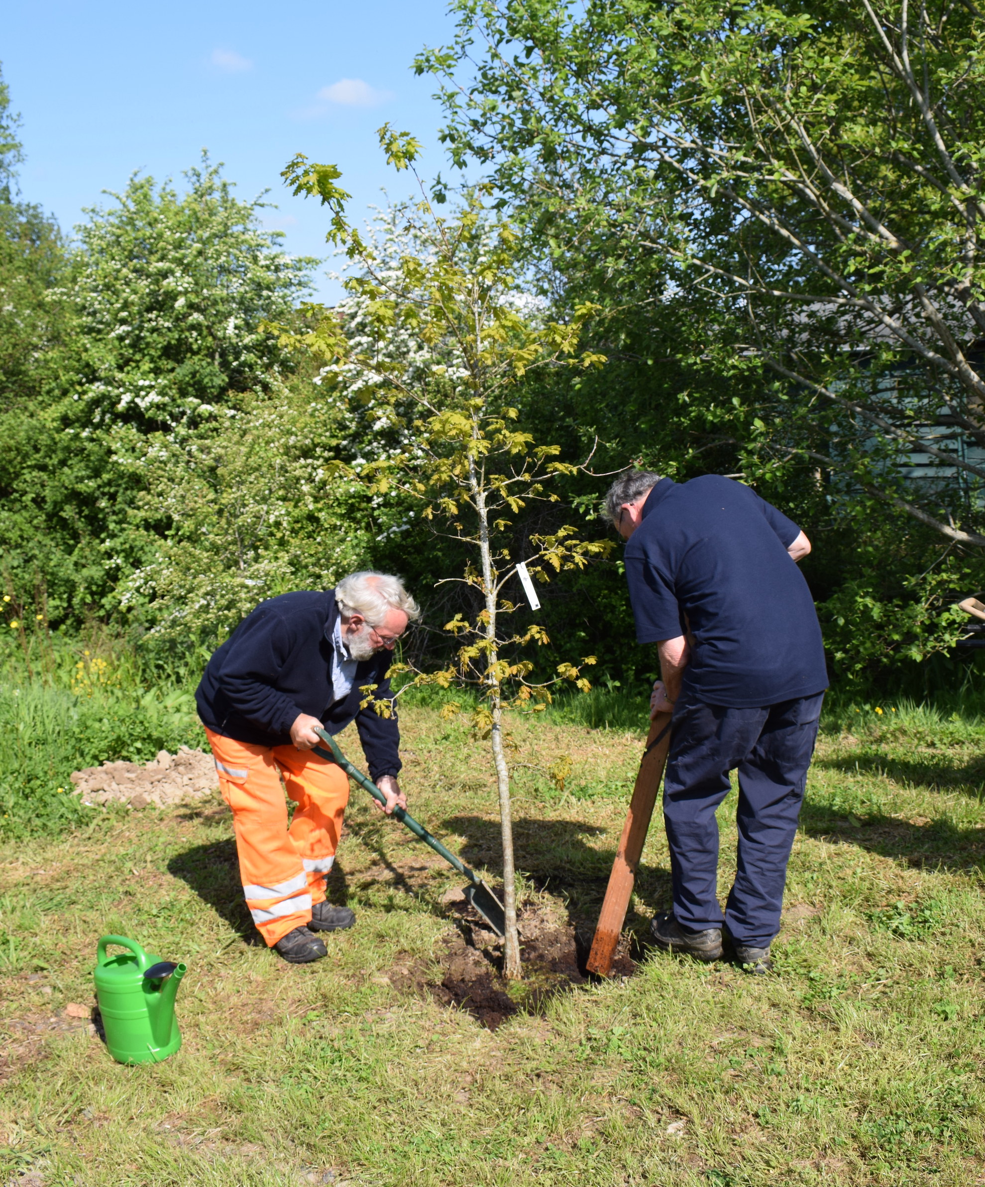 Marking the Coronation with an oak tree and a pledge for nature - Kent ...