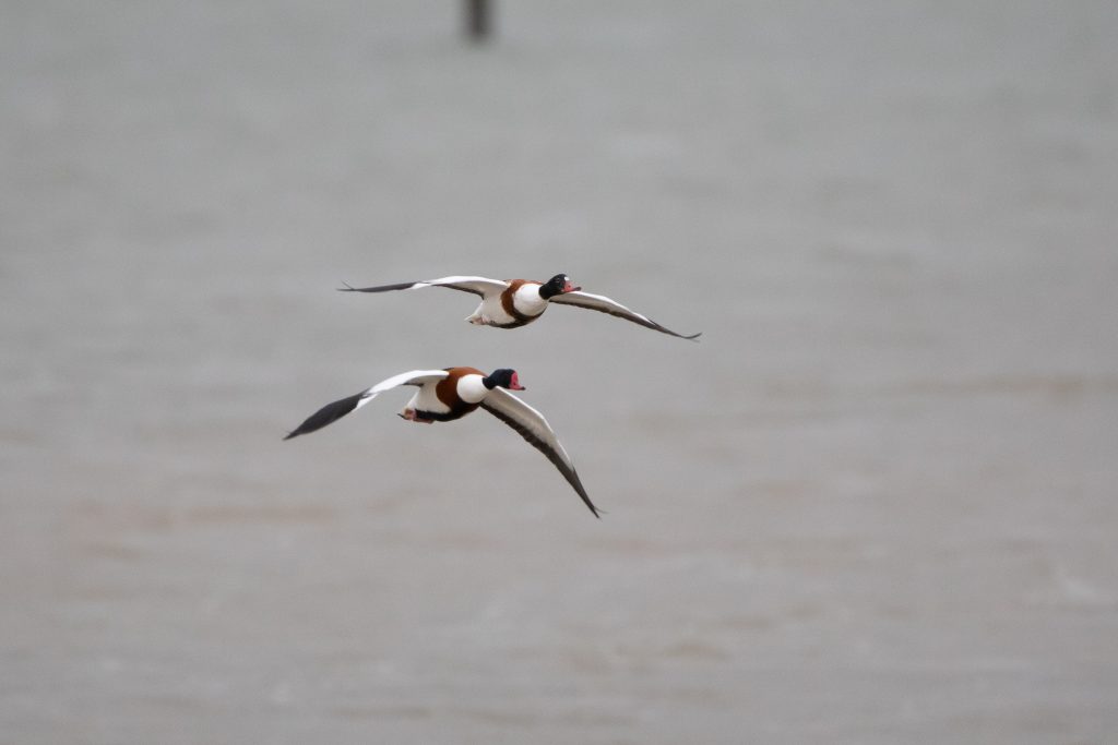 Bird Song Tours - Kent & East Sussex Railway